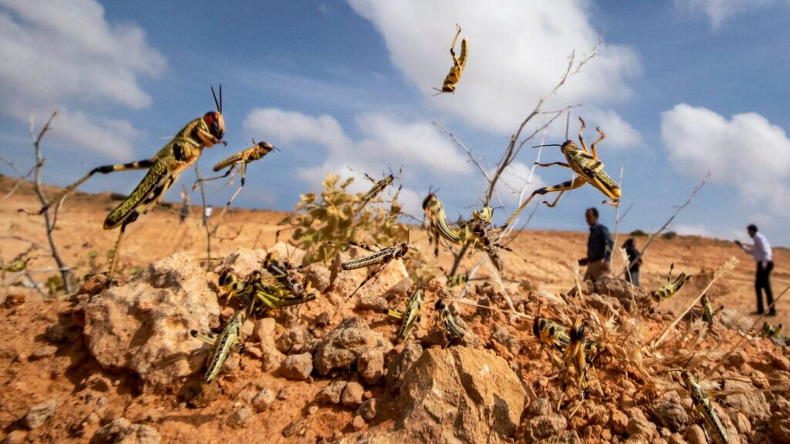 Swarms of 80 Million Locusts Show Up In 9 African Countries & Persian ...